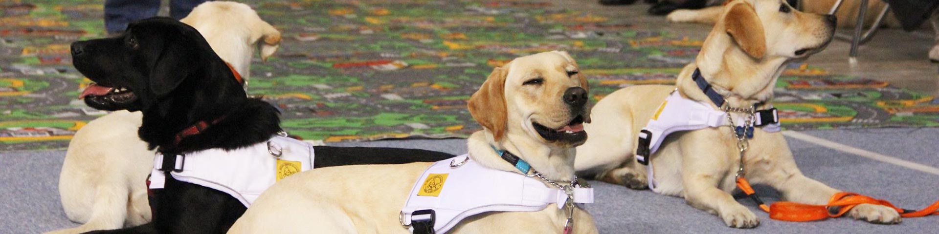 Σκύλοι Οδηγοί Ελλάδας | Greek Guide Dogs | Ελληνικό Κέντρο Εκπαίδευσης ...